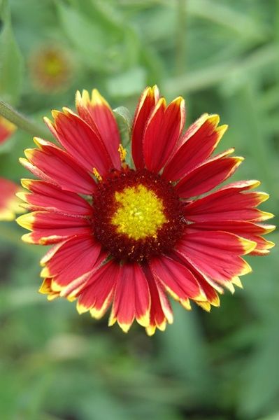 Flower Gallery || Photos by Bruce