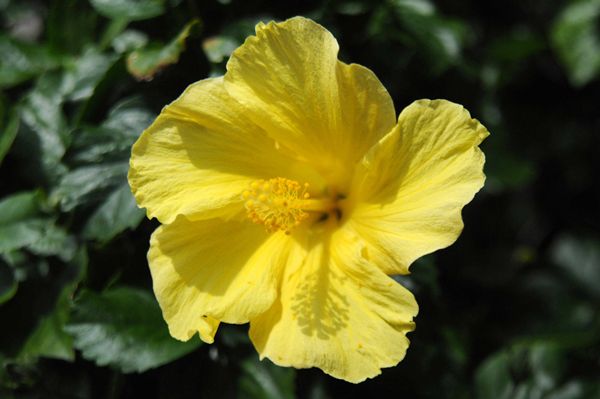 Flower Gallery || Photos by Bruce